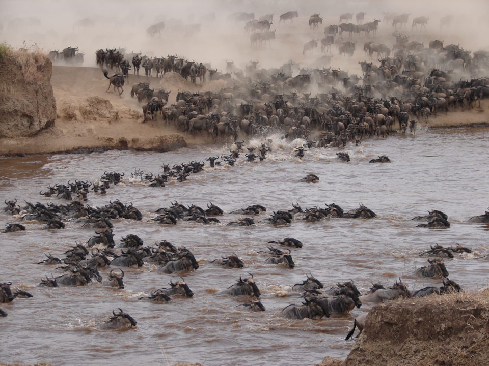 Want to Follow the Great Migration on Your Smartphone? There’s an App ...