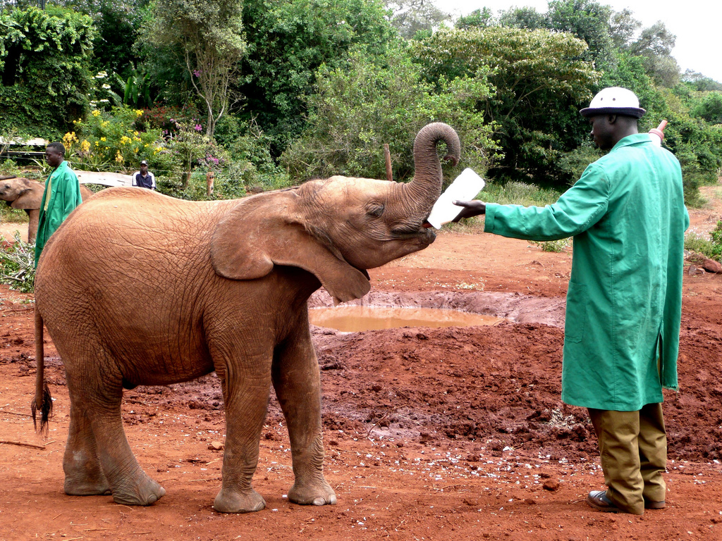 Sheldrick Wildlife Trust - East Africa Safari Ventures
