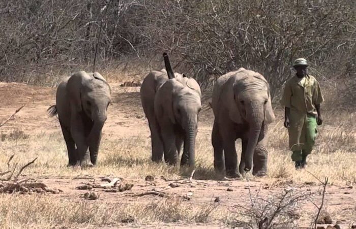 Ithumba Elephants - East Africa Safari Ventures